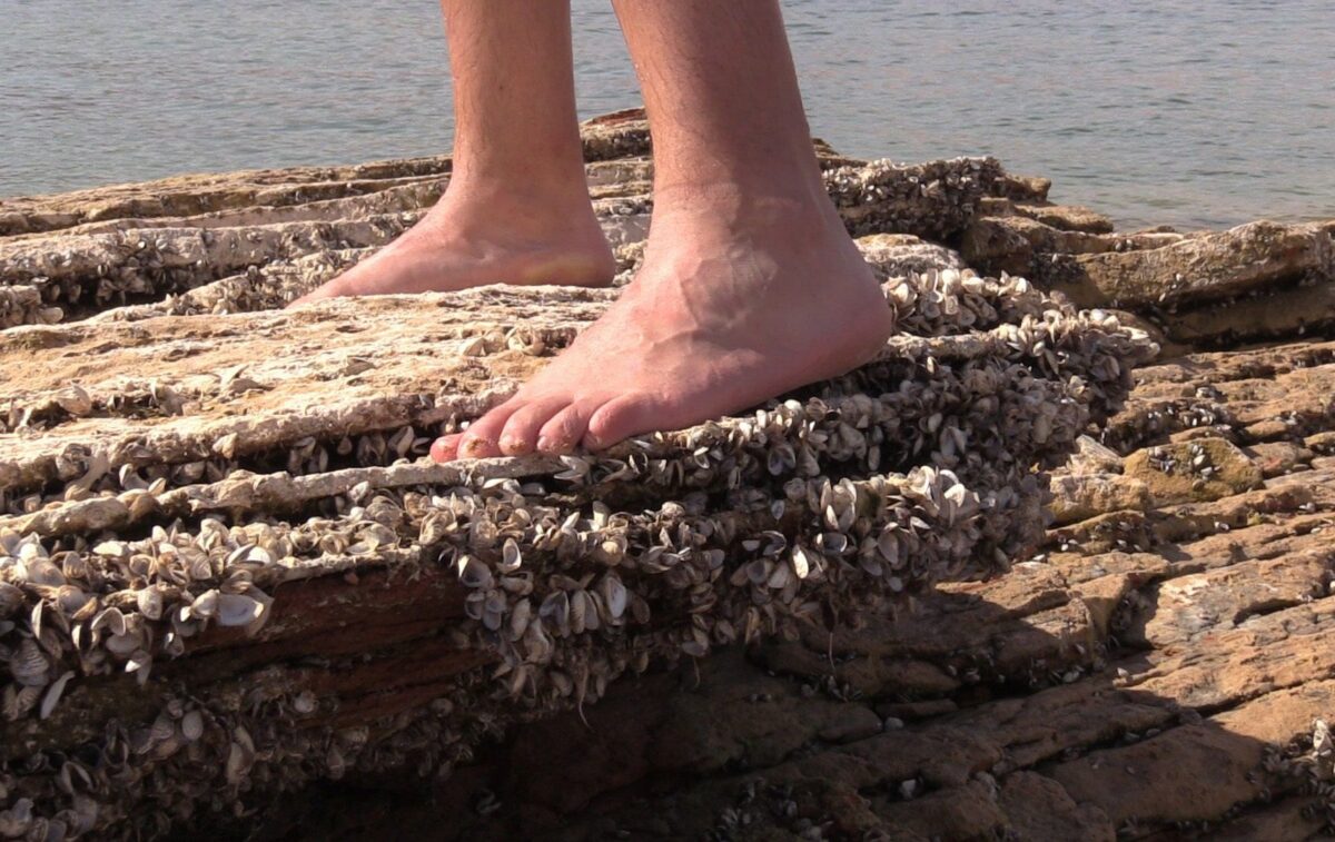 Quagga mussel infestation rises | News, Sports, Jobs - Daily Herald